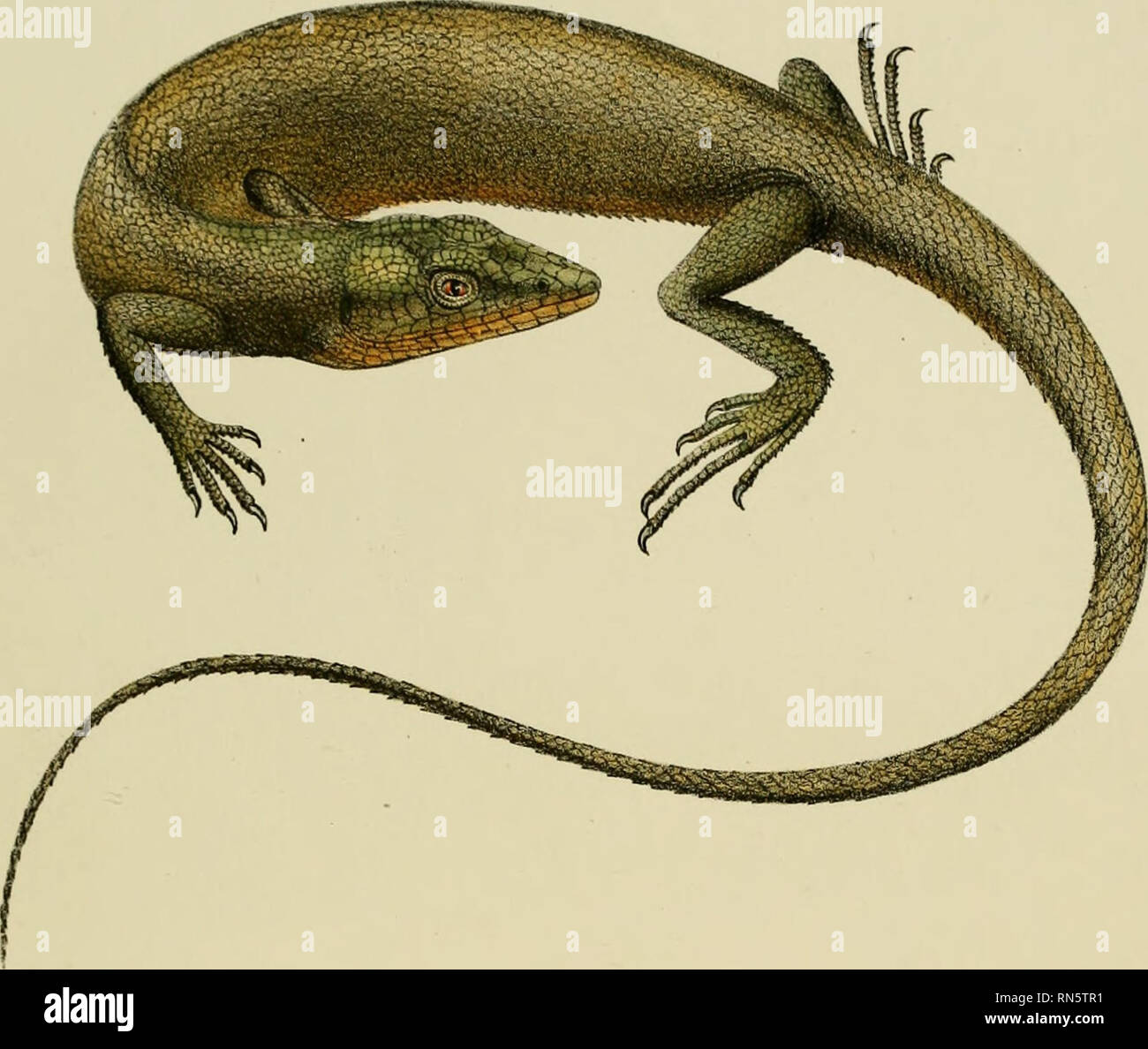 1826 animalia hi-res stock photography and images - Alamy