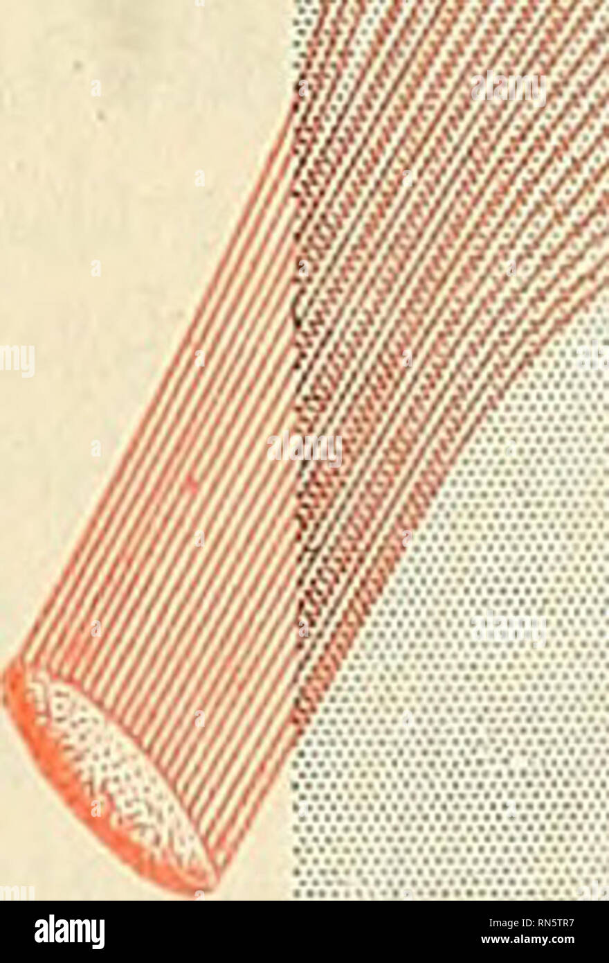 . Anatomy, descriptive and applied. Anatomy. Third ventricle. Central ...