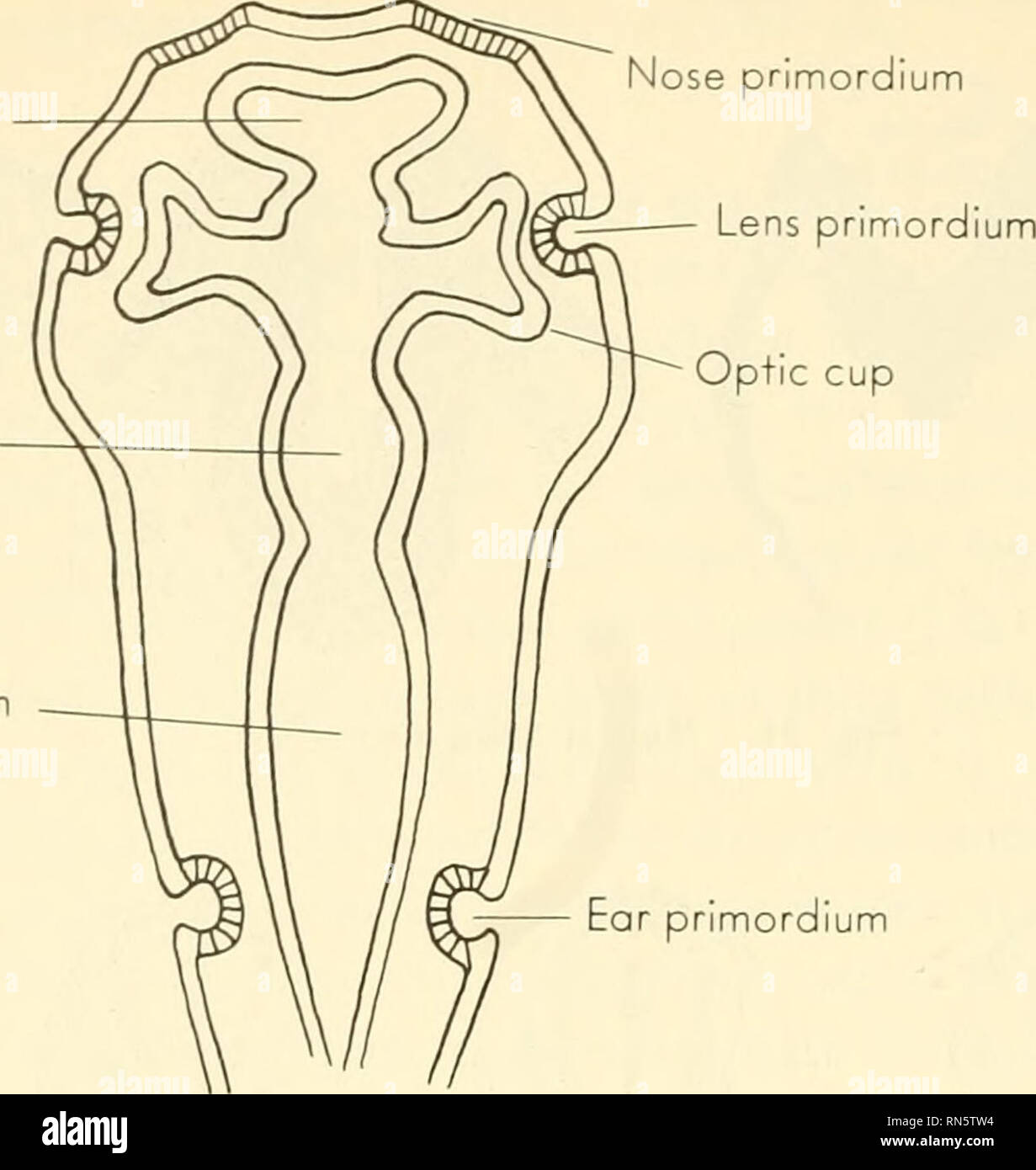 Neurons axons and dendrites growth hi-res stock photography and images ...