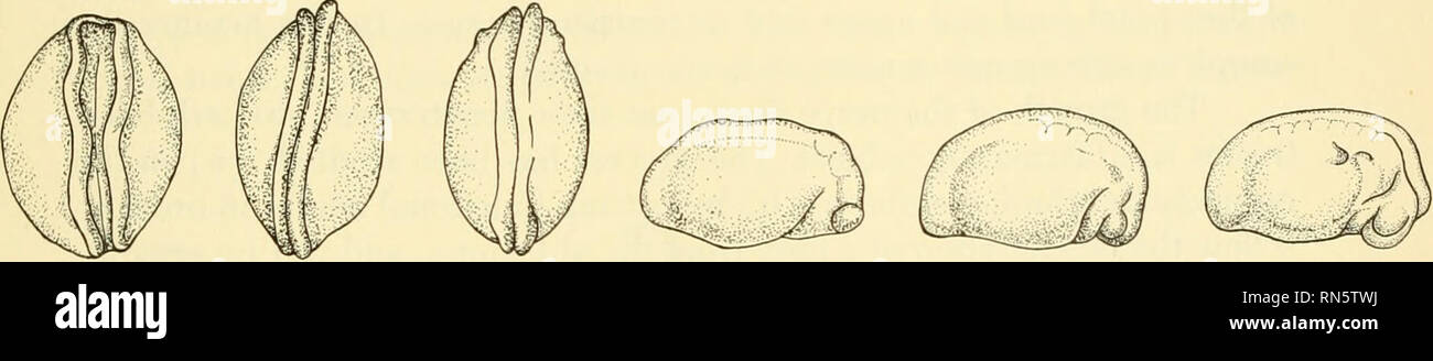 . Animal growth and development. Embryology; Growth; Biology; Growth ...