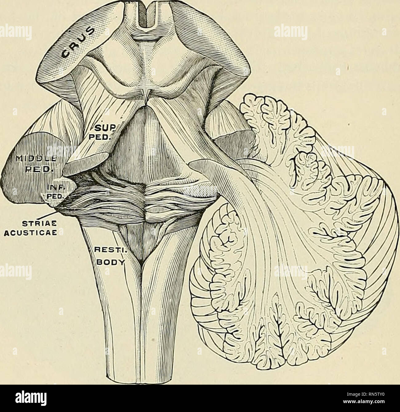 Superior vermis of the cerebellum hi-res stock photography and images ...