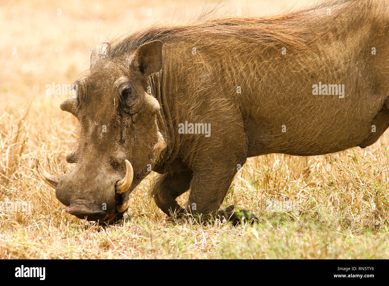 image of a warthog,Phacochoerus africanus, kneeling to eat Stock Photo ...
