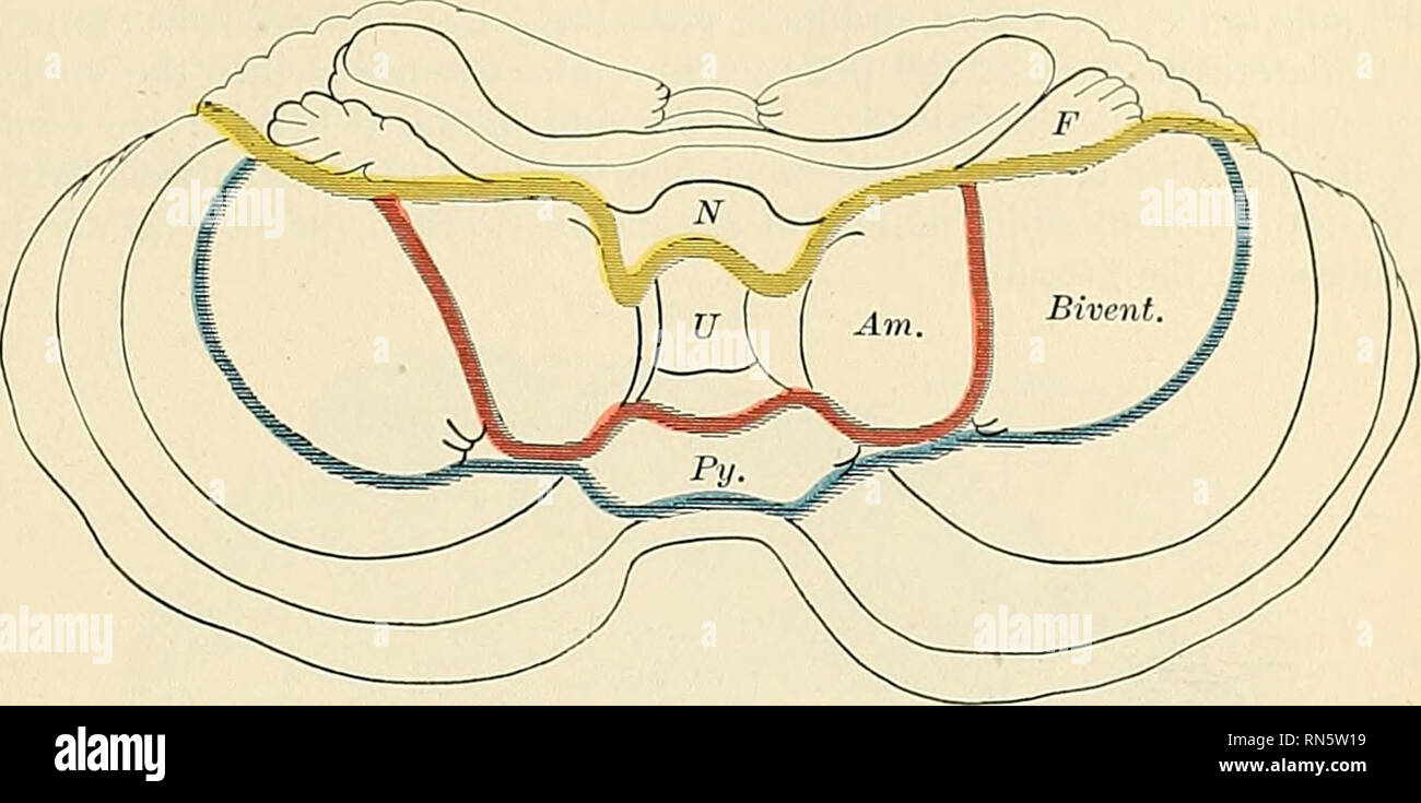 . Anatomy, descriptive and applied. Anatomy. THE CEREBELLUM 887 The ...