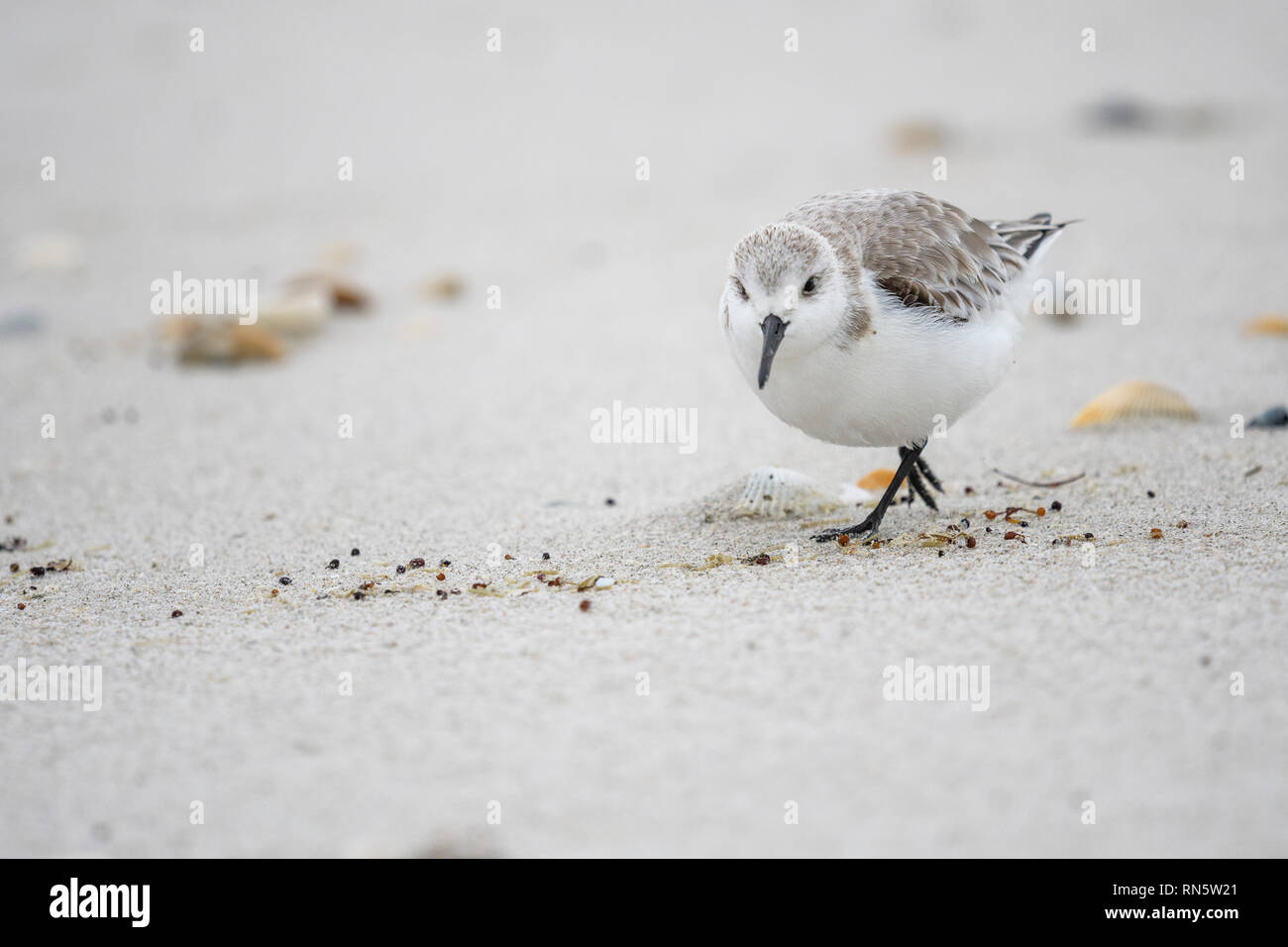 Sanderling hi-res stock photography and images - Alamy