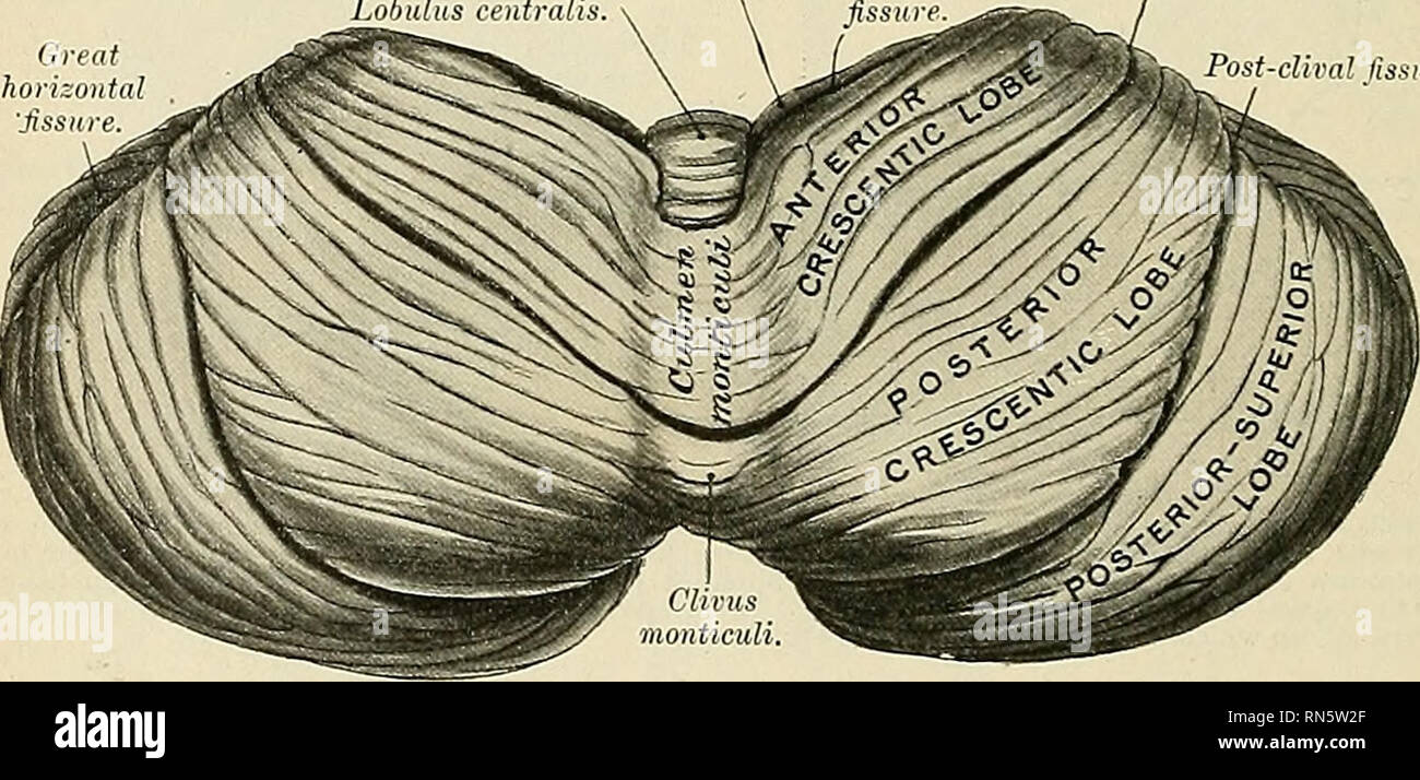 . Anatomy, descriptive and applied. Anatomy. 884 THE NERVE SYSTEM ...
