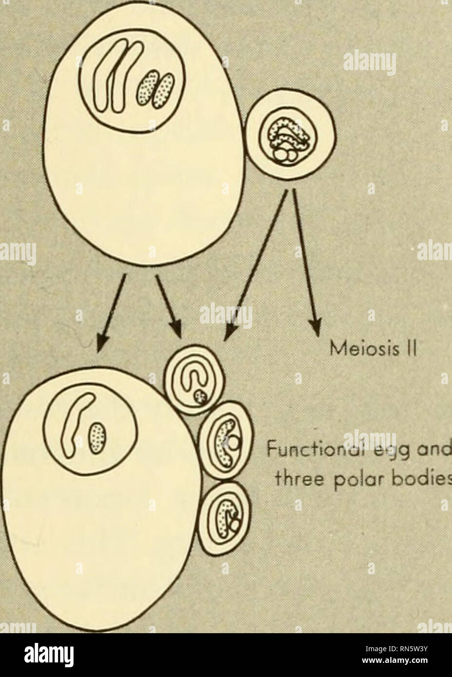 . Animal growth and development. Embryology; Growth; Biology; Growth ...