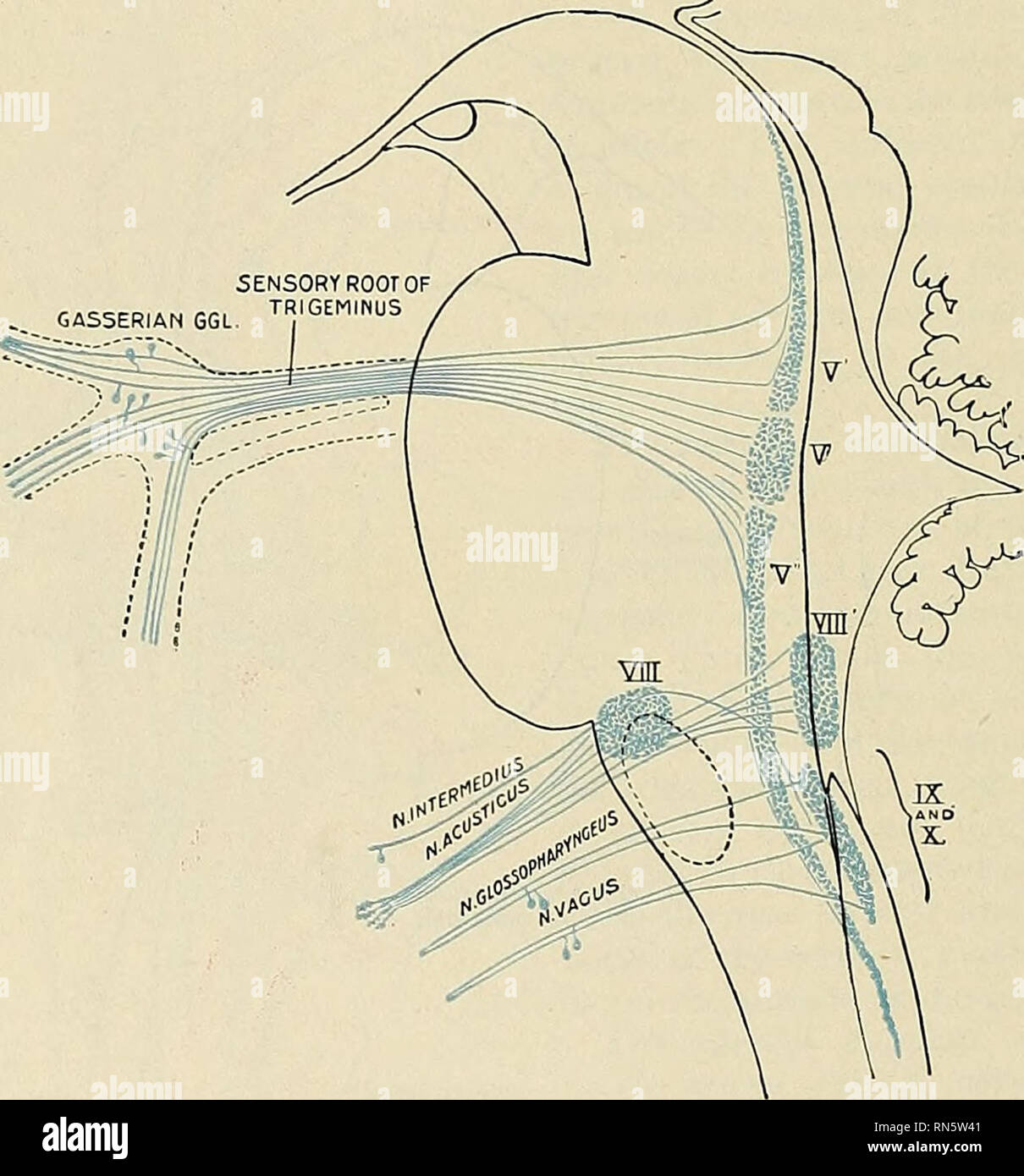 . Anatomy, descriptive and applied. Anatomy. 880 THE NEB VE SYSTEM The ...