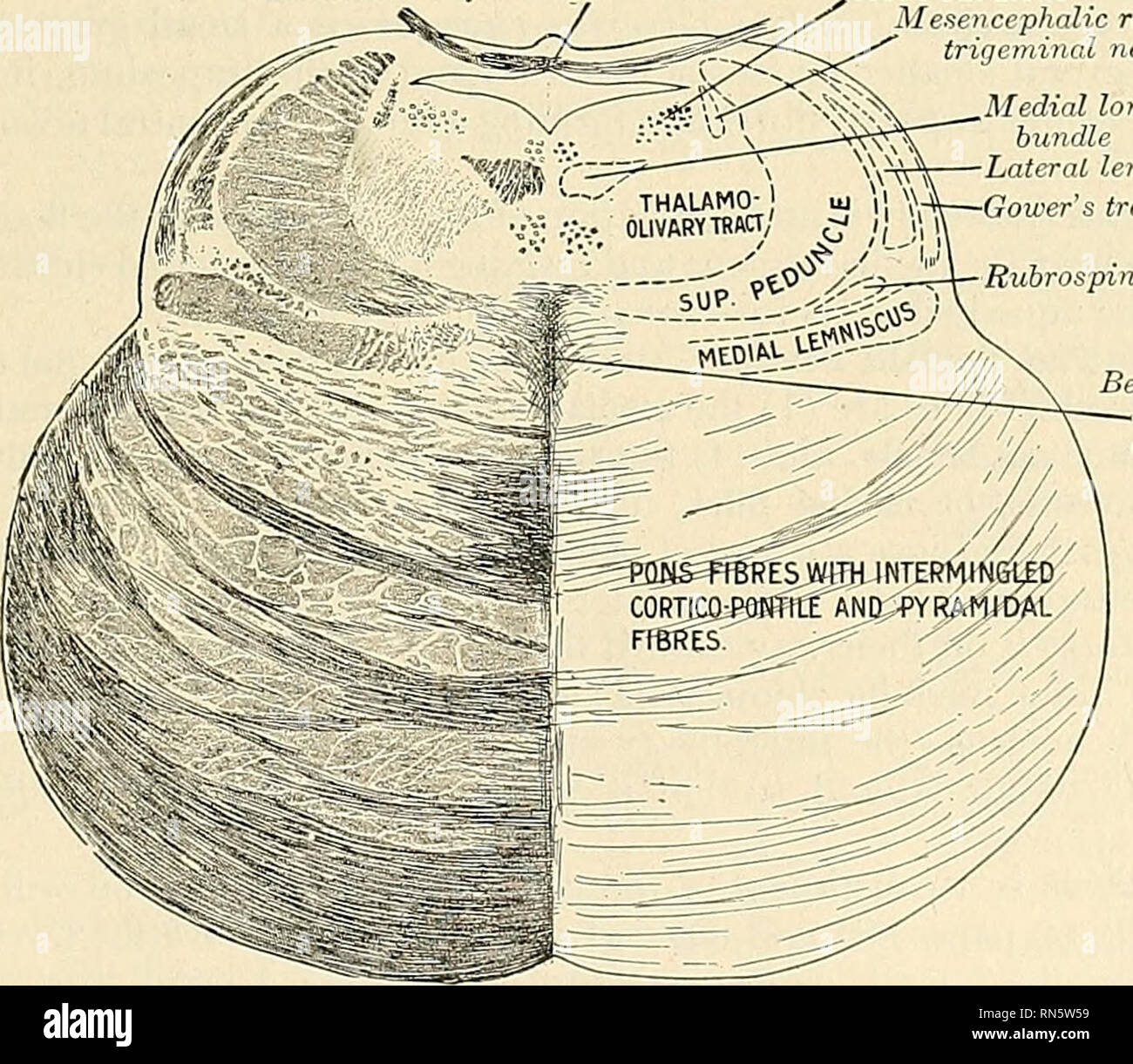 Lateral lemniscus hi-res stock photography and images - Alamy