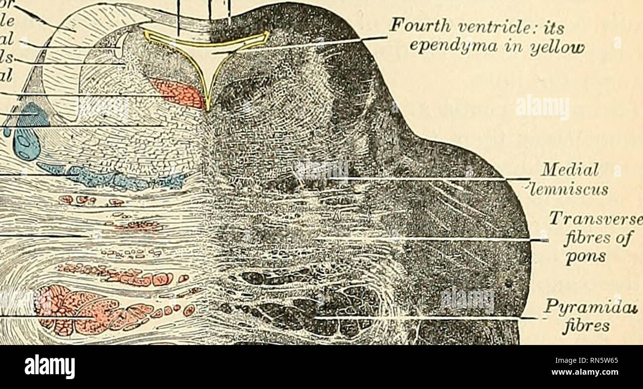 . Anatomy, descriptive and applied. Anatomy. tiaphi """-^i^J^iL-bdC ...