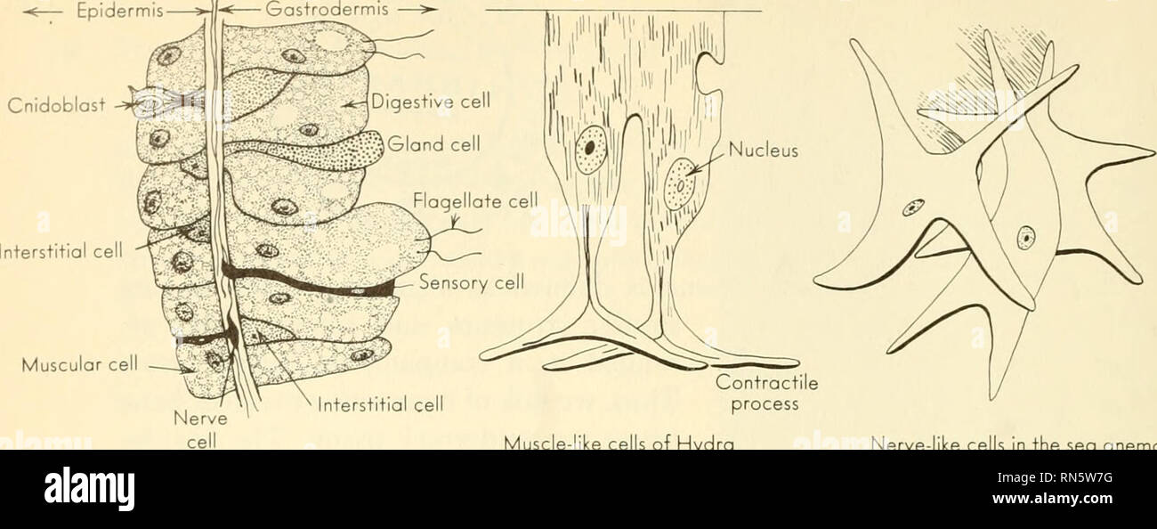 Diagram Of A Hydra Cell