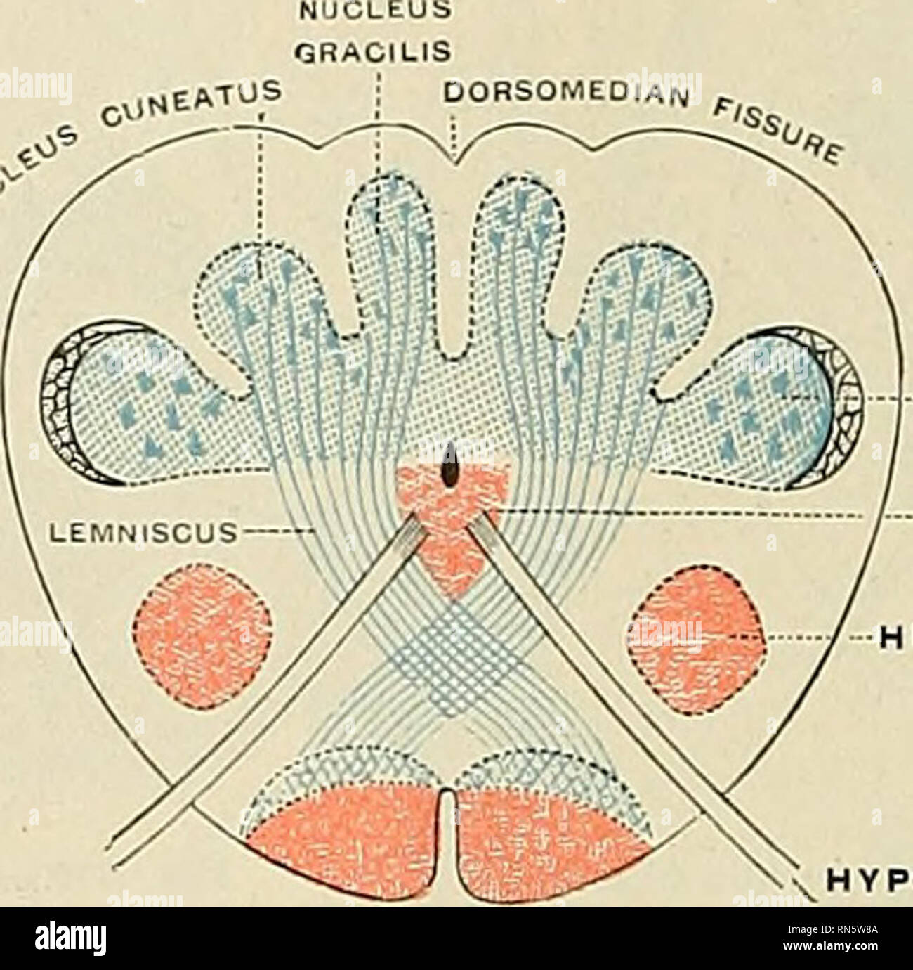 . Anatomy, descriptive and applied. Anatomy. 870 THE NERVE SYSTEM ...