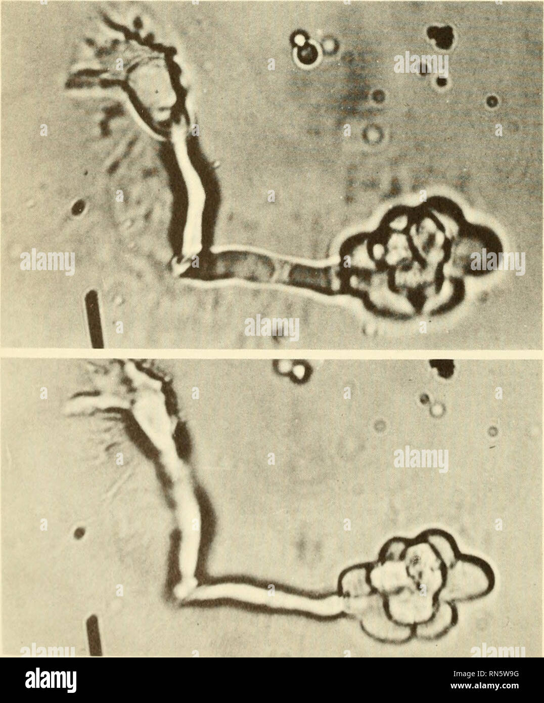 . Animal growth and development. Embryology; Growth; Biology; Growth ...