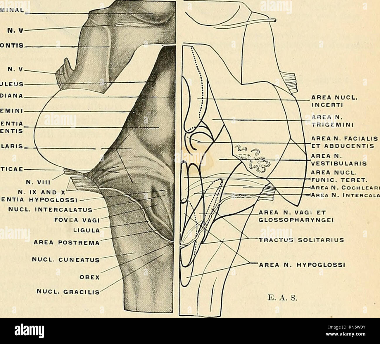 Lip Anatomy Tubercle