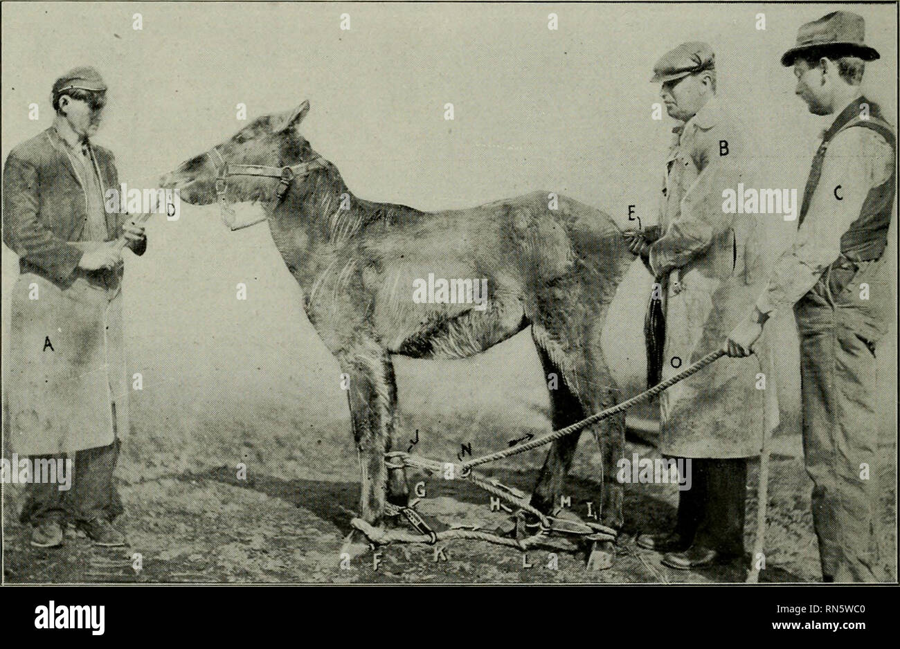 . Animal castration; a book for the use of students and practitioners ...