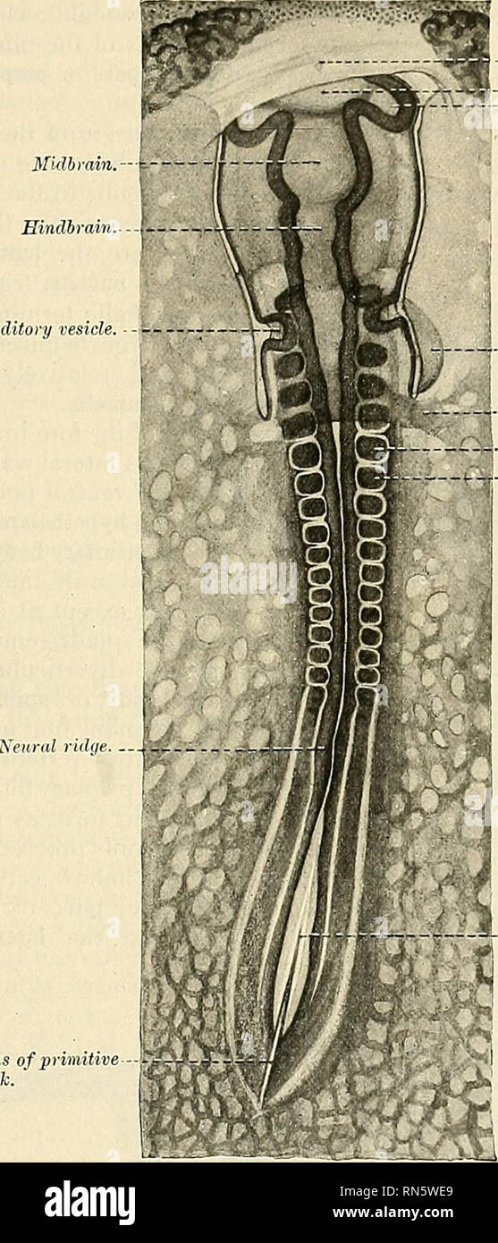 Auditory vesicle hi-res stock photography and images - Alamy