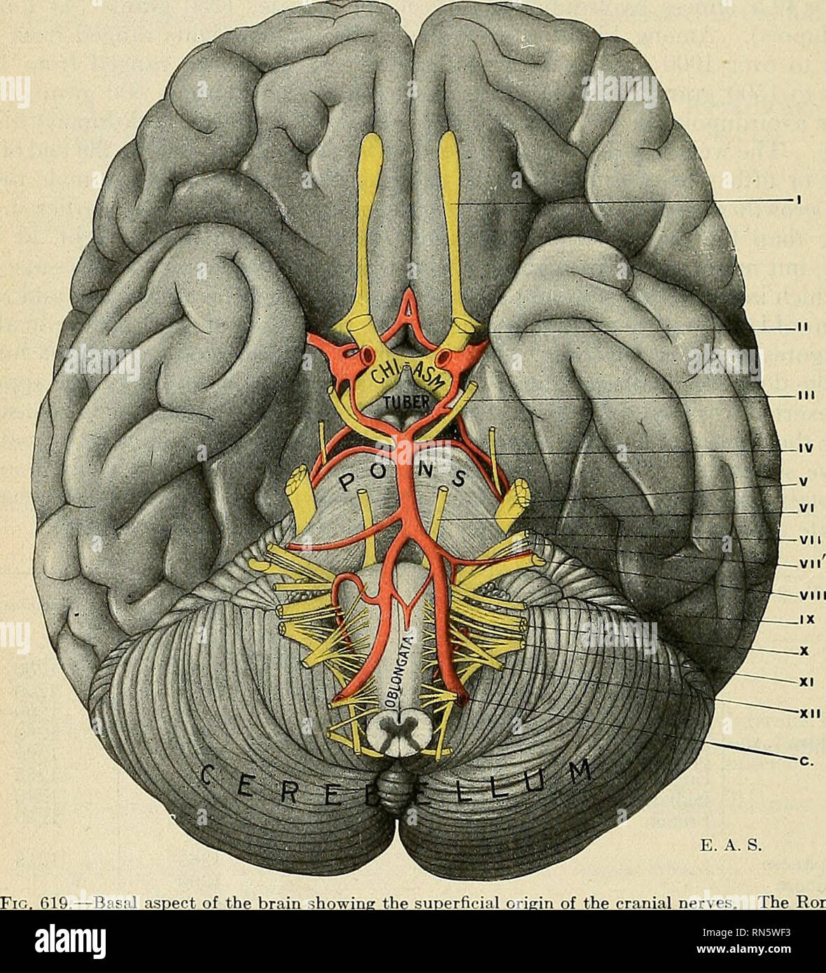 Elephant Brain Vs Human Brain