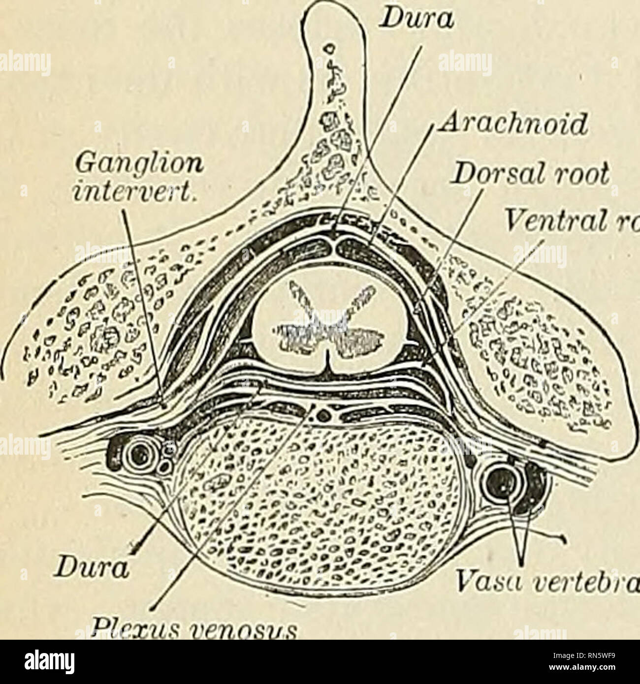 . Anatomy, descriptive and applied. Anatomy. 846 THE NERVE SYSTEM ...