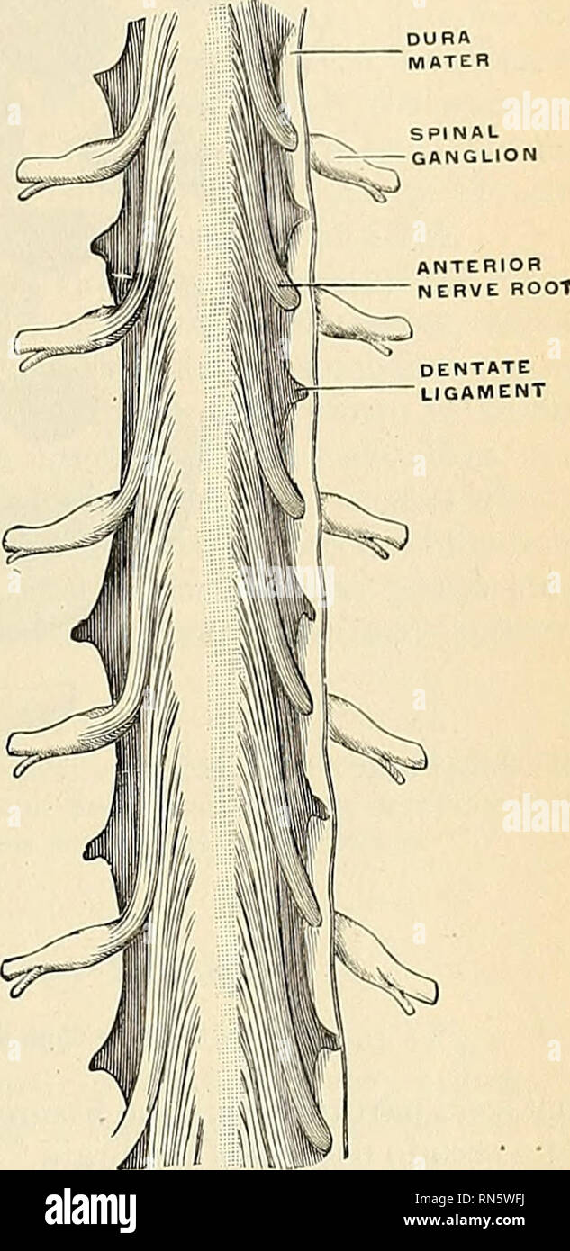 . Anatomy, descriptive and applied. Anatomy. Fig. Clo.—The spinal cord ...