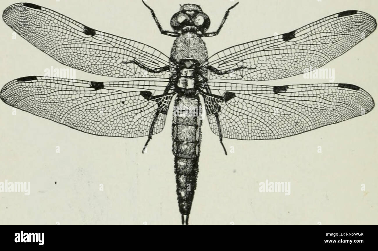 Larva breathing spiracles hi-res stock photography and images - Alamy