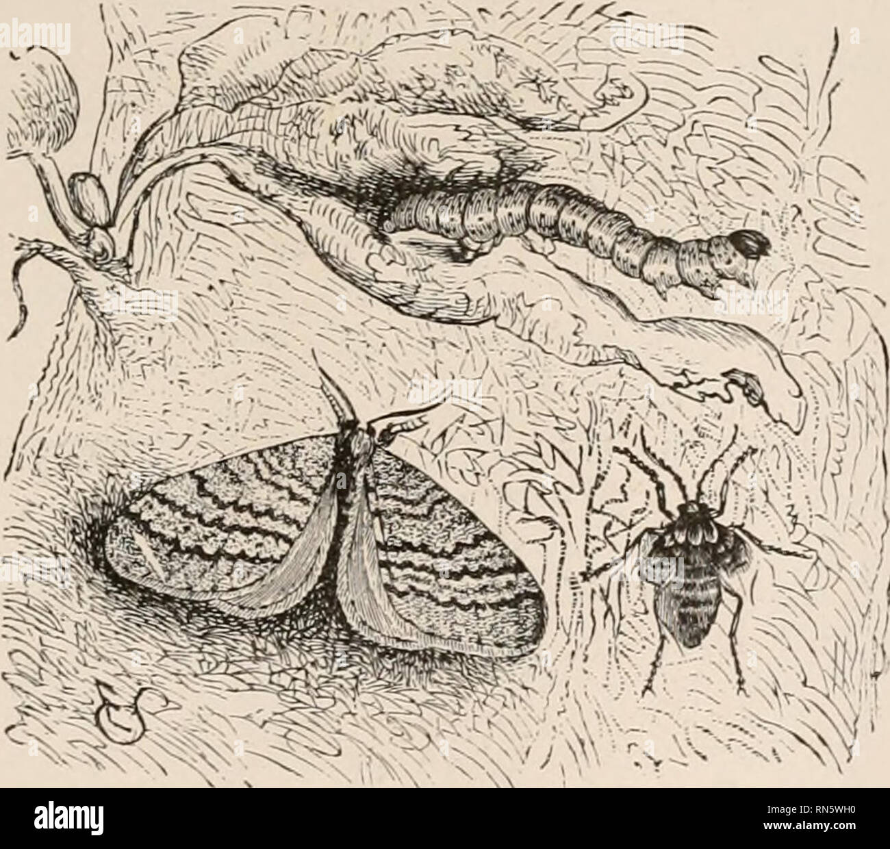 Female winter moth hi-res stock photography and images - Alamy