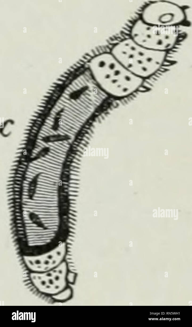 . Animal activities : a first book in zoölogy. Zoology; Animal behavior ...