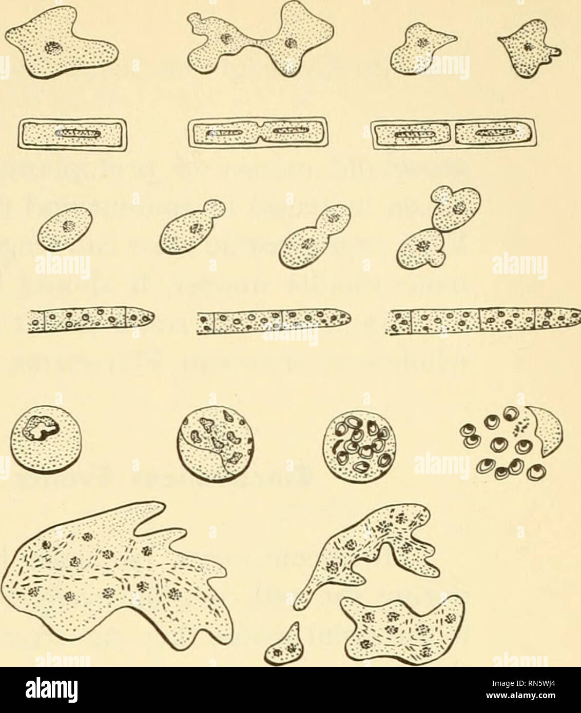 Budding in yeast hi-res stock photography and images - Alamy