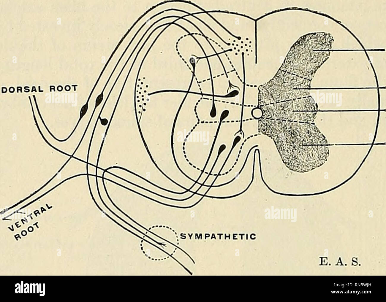 Posterior Dorsal Root