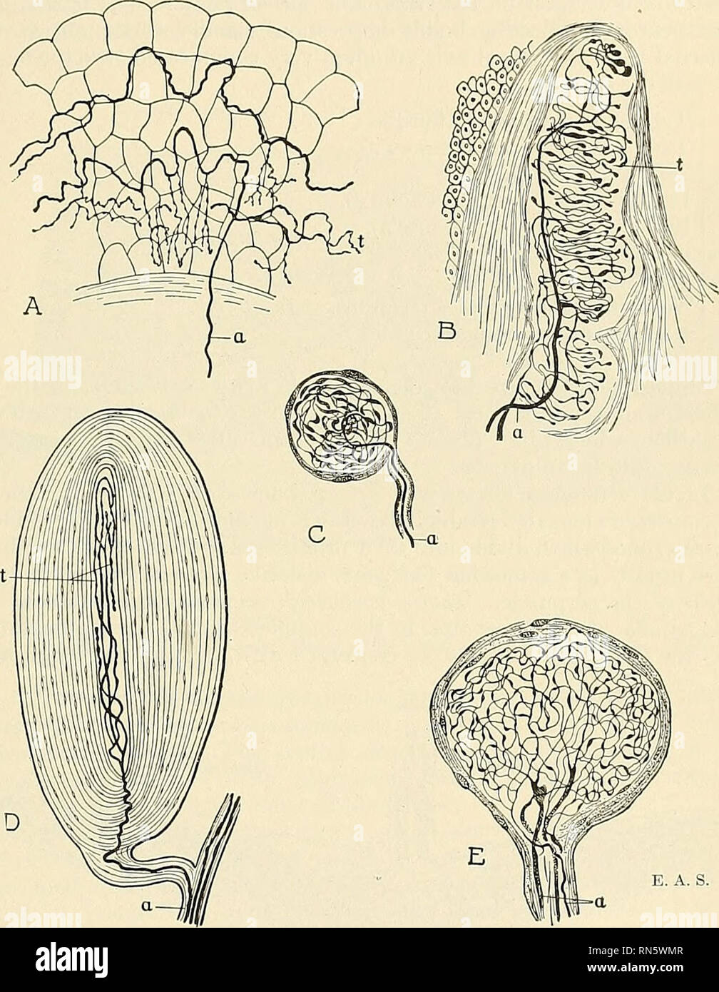 . Anatomy, descriptive and applied. Anatomy. NERVE FIBRES AND NERVES ...