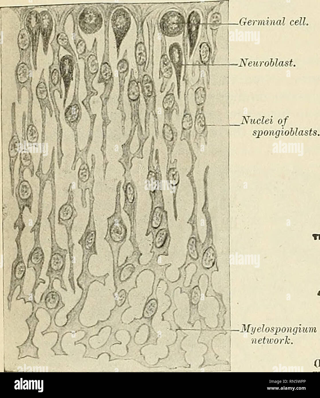 . Anatomy, descriptive and applied. Anatomy. §06 THE NERVE SYSTEM ...