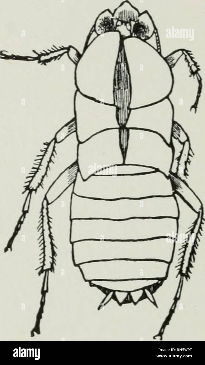 . Animal activities : a first book in zoölogy. Zoology; Animal behavior ...