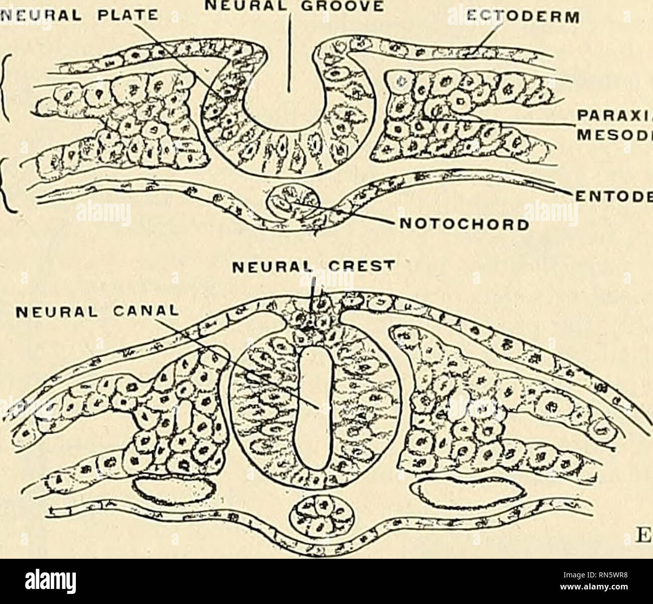 . Anatomy, descriptive and applied. Anatomy. THE SPINAL CORD AND BBAIN ...
