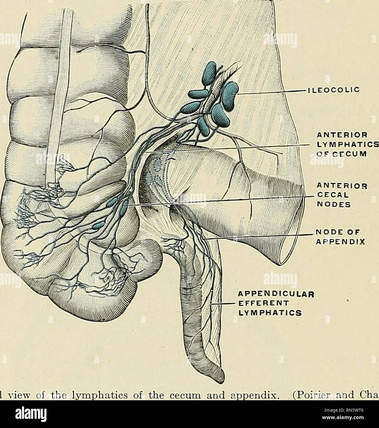 Lymphatic Systems Stock Photos & Lymphatic Systems Stock Images - Alamy