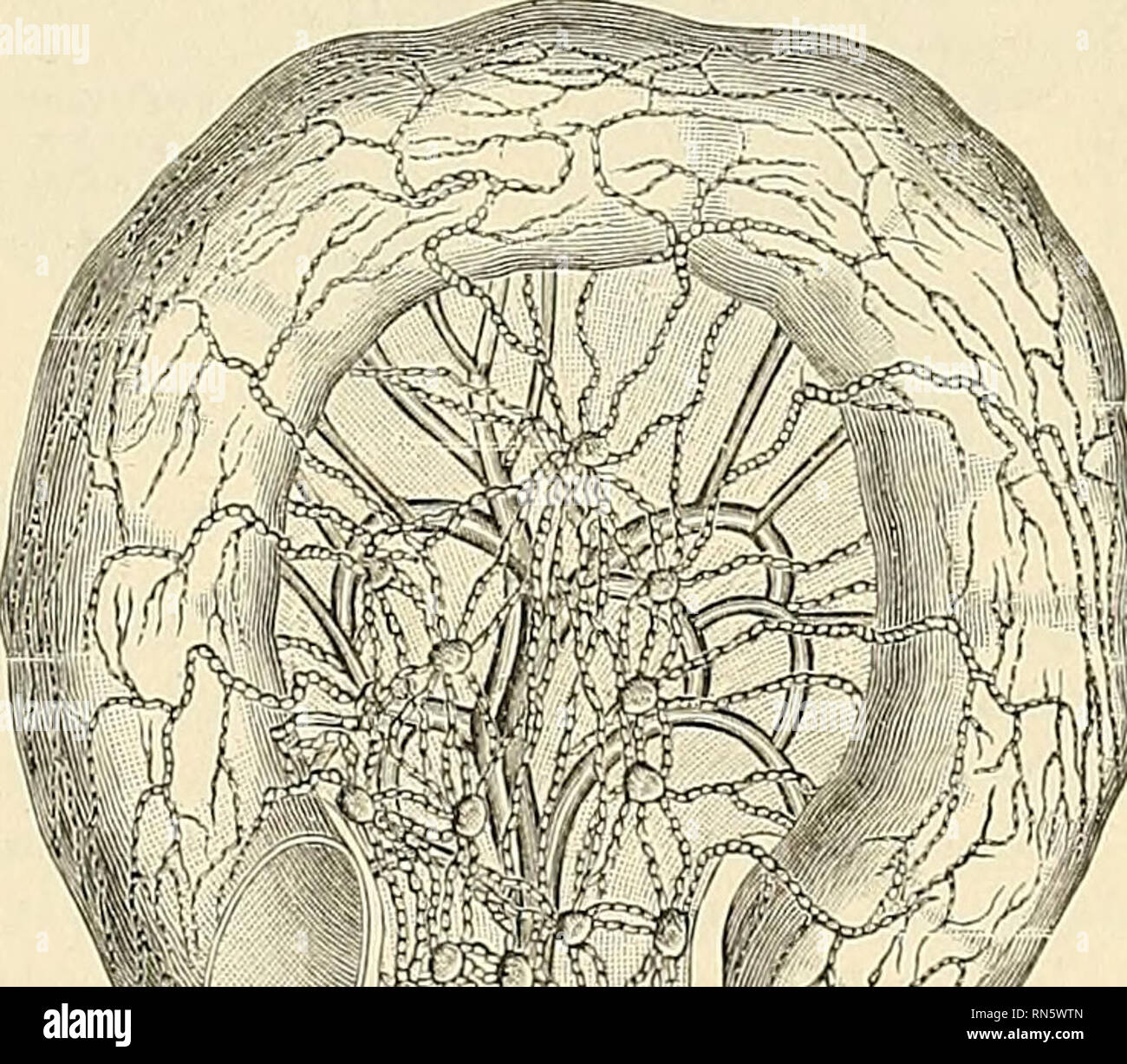 Pyloric lymph nodes hi-res stock photography and images - Alamy
