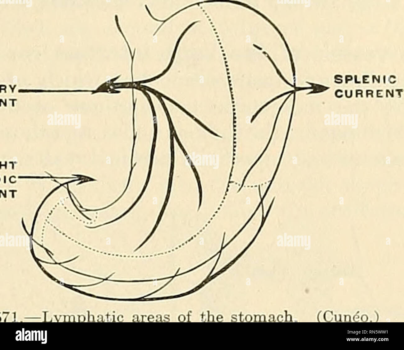 . Anatomy, descriptive and applied. Anatomy. L Y3IPHA TIC VESSELS OF ...