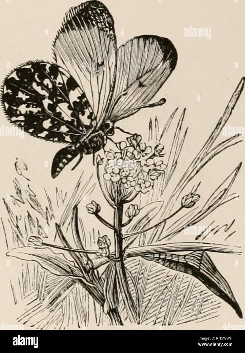 Facts about butterfly hi-res stock photography and images - Alamy