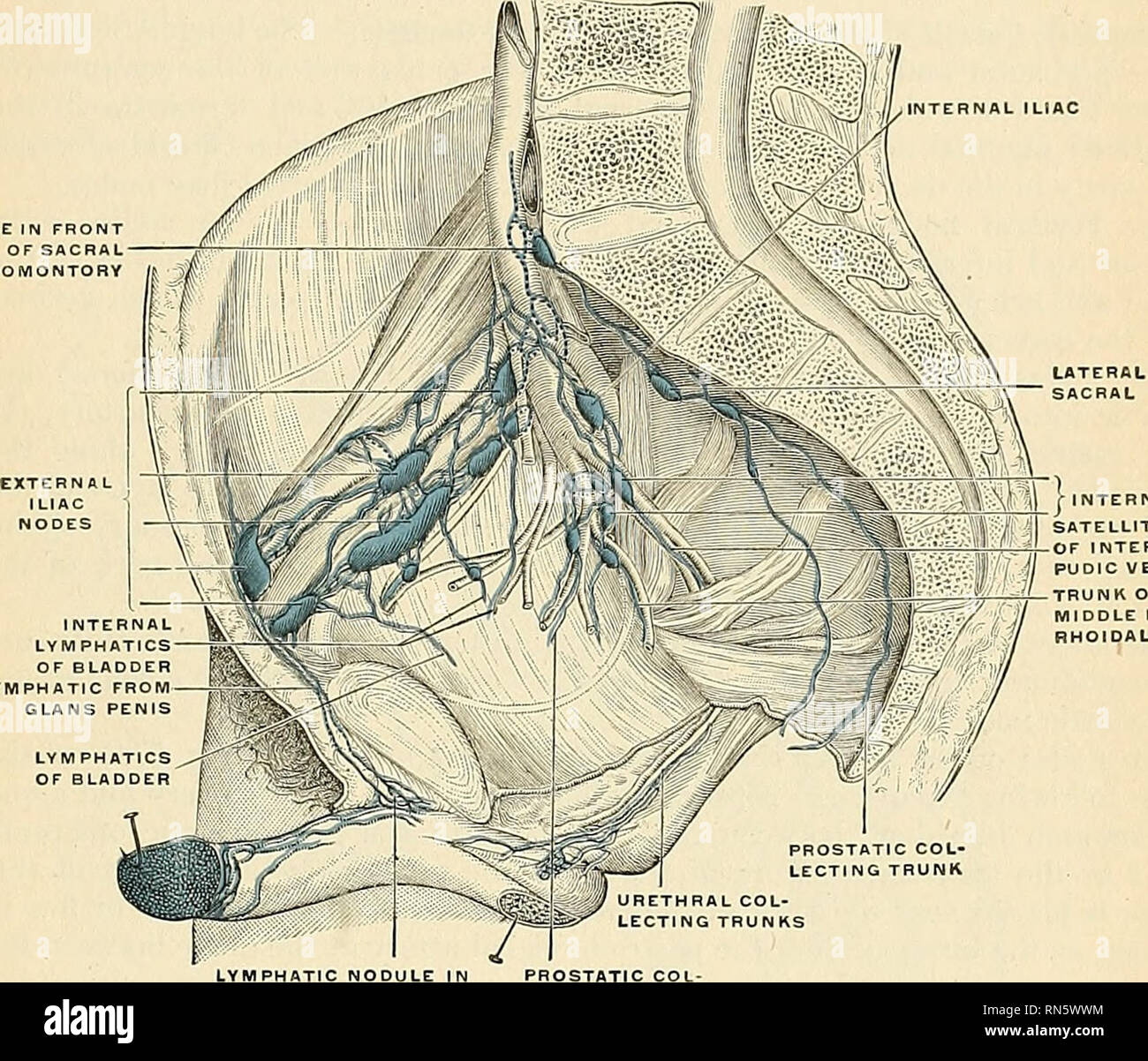 . Anatomy, descriptive and applied. Anatomy. THE LYMPHATIC VESSELS OF ...