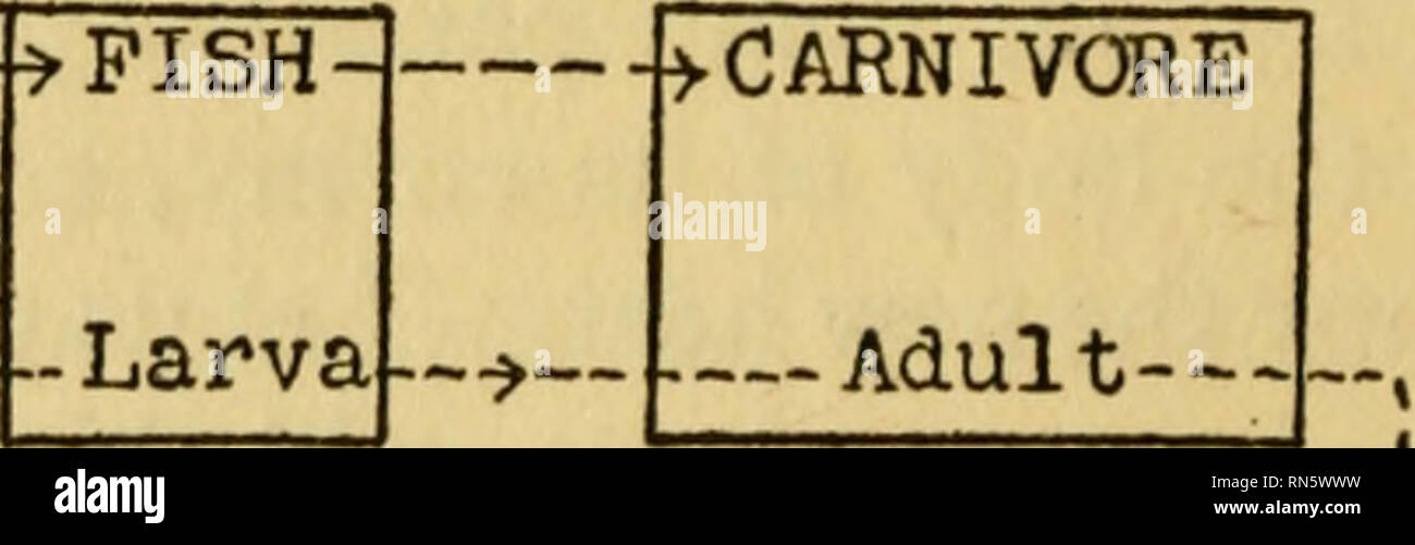 Rabbit tapeworm hi-res stock photography and images - Alamy