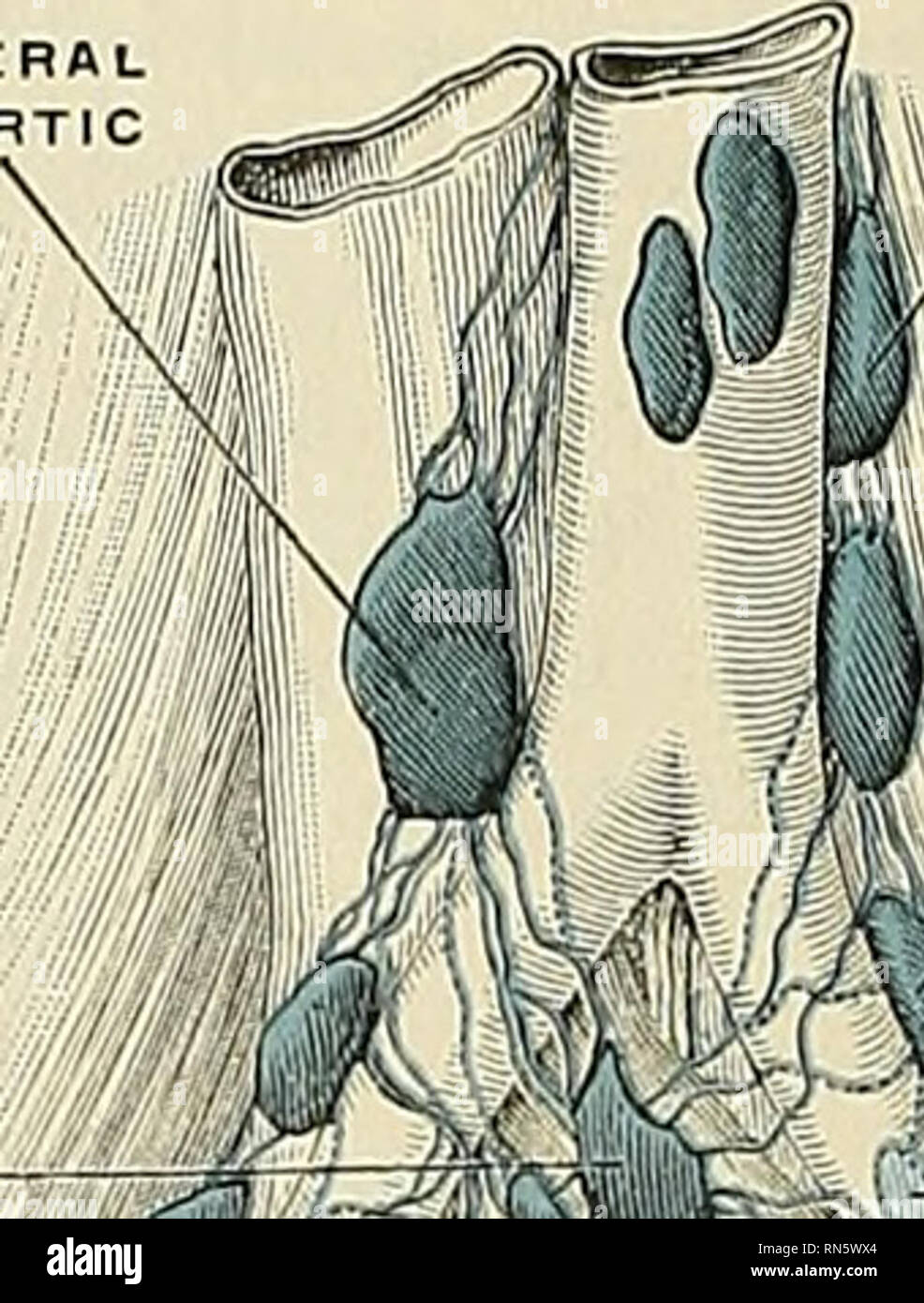 . Anatomy, descriptive and applied. Anatomy. 788 THE VASCULAR SYSTEMS ...