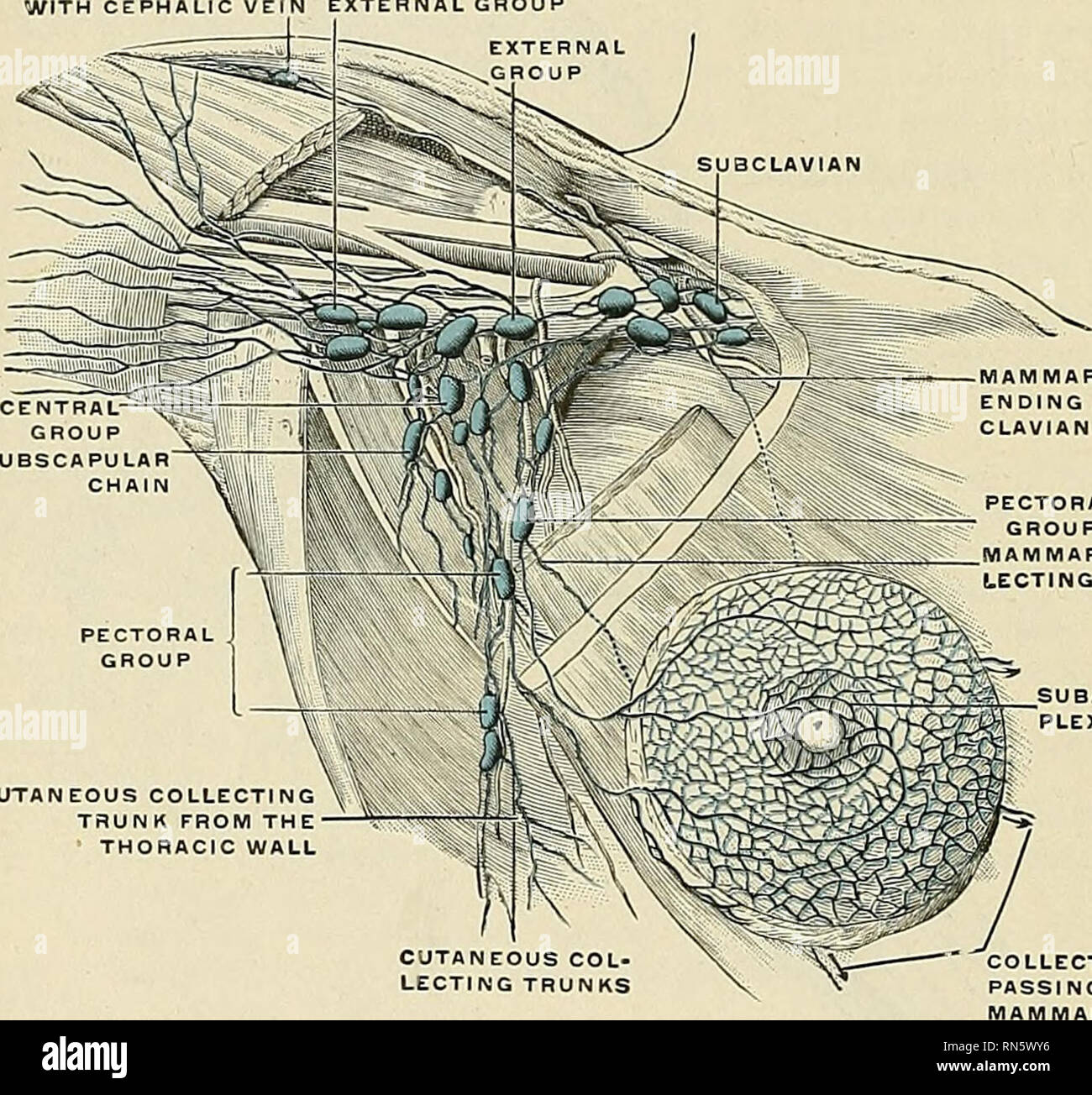 Supratrochlear Lymph Nodes