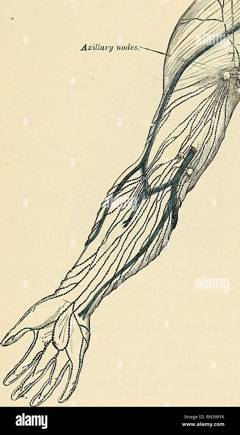 . Anatomy, descriptive and applied. Anatomy. THE LYMPH NODES OF THE ...