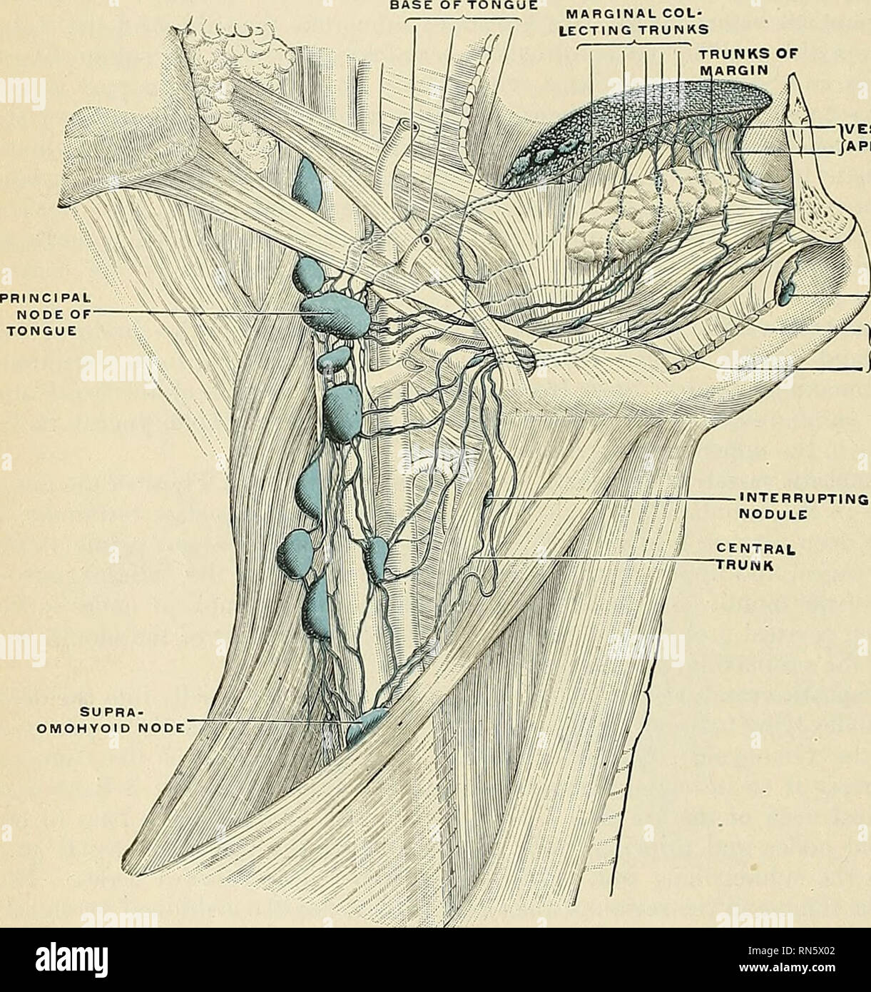 . Anatomy, descriptive and applied. Anatomy. 778 THE VASCZILAM SYSTEMS ...