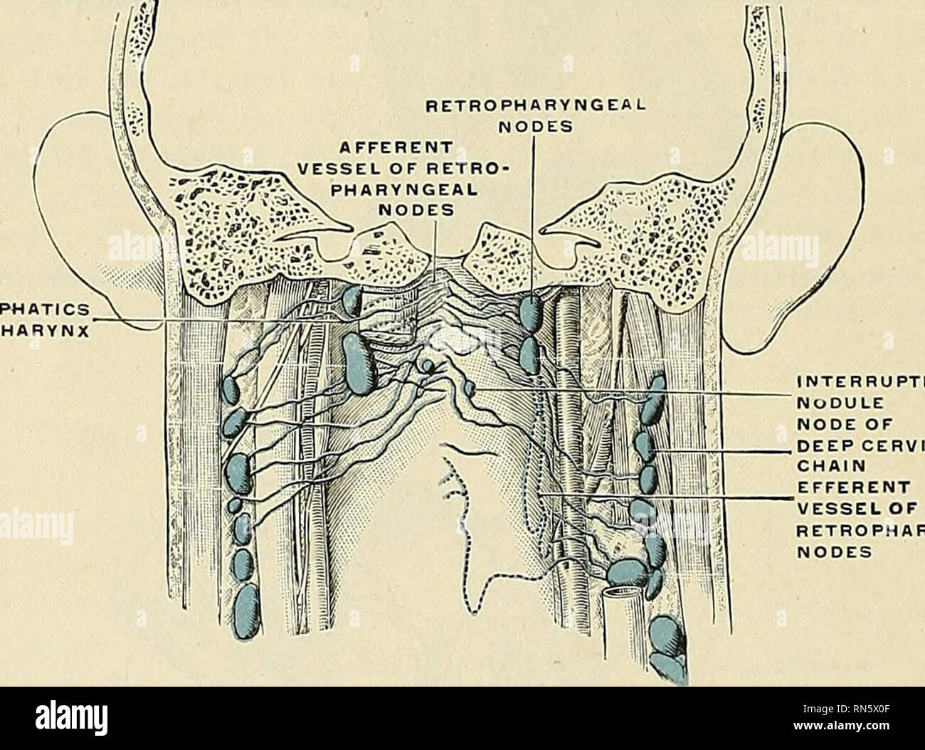 . Anatomy, descriptive and applied. Anatomy. 776 THE VASCULAR SYSTEMS ...