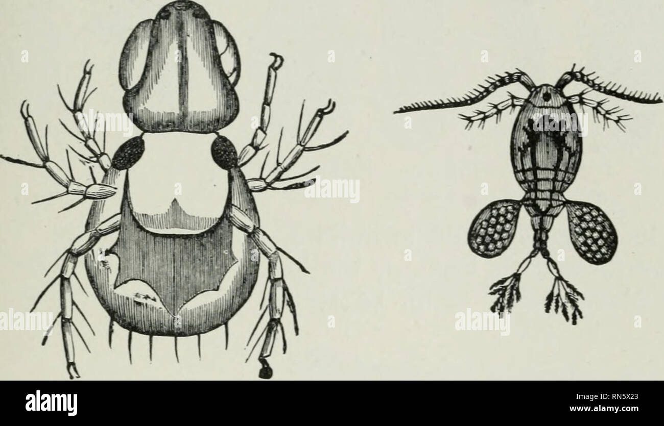 Water fleas cyclops hi-res stock photography and images - Alamy