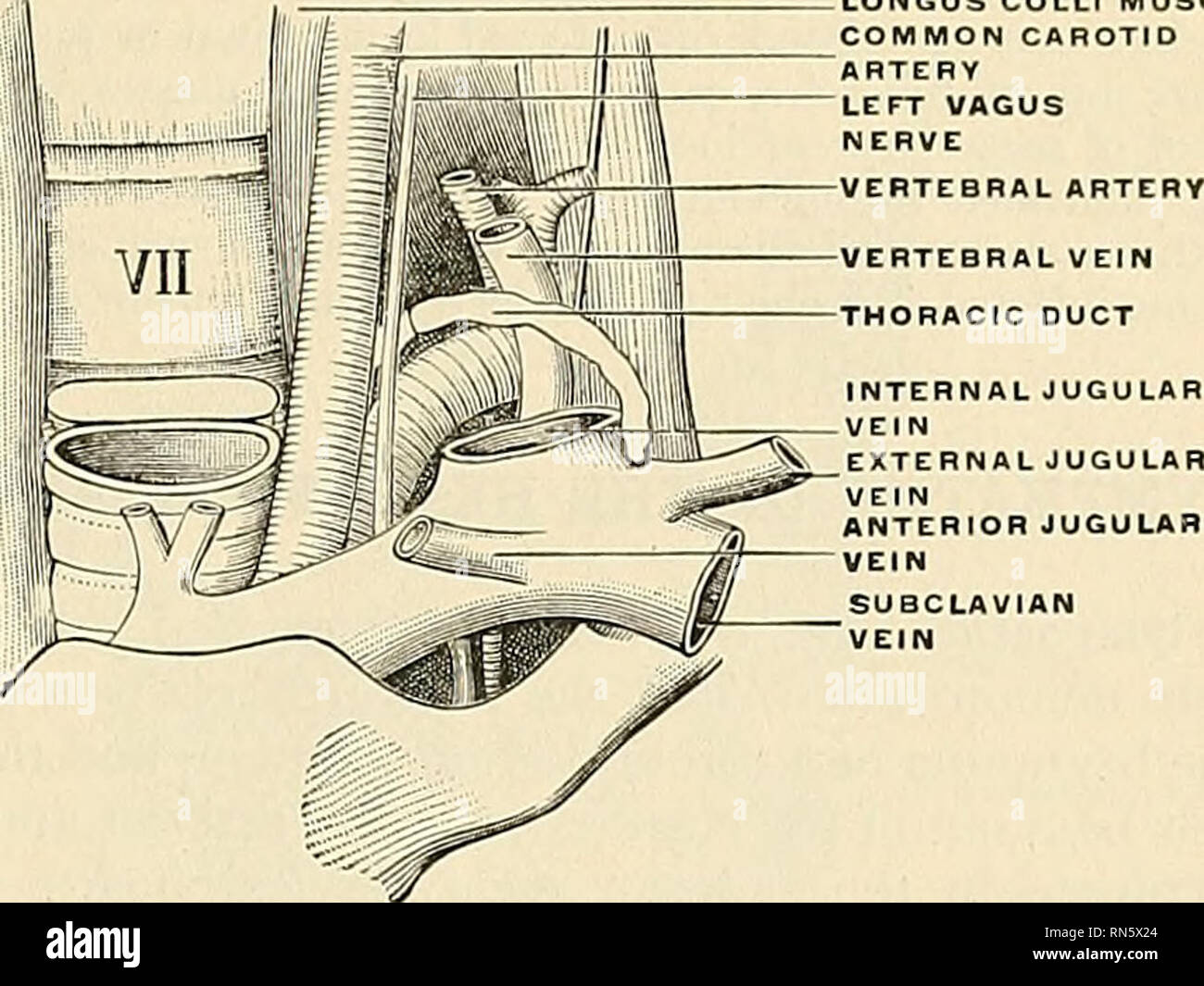 Subendothelial layer hi-res stock photography and images - Alamy