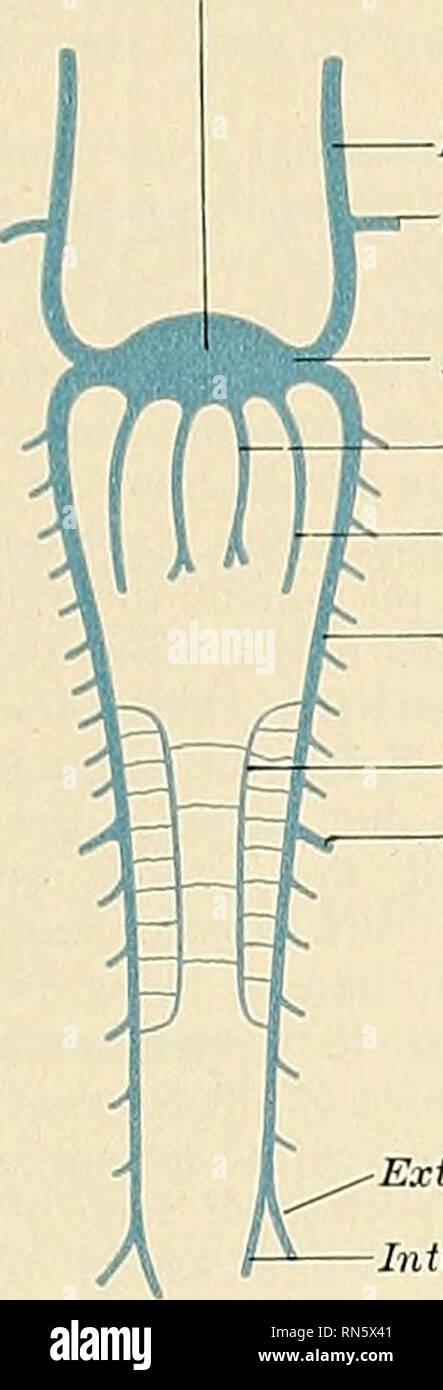 . Anatomy, descriptive and applied. Anatomy. DEVELOPMENT OF THE' BLOOD ...
