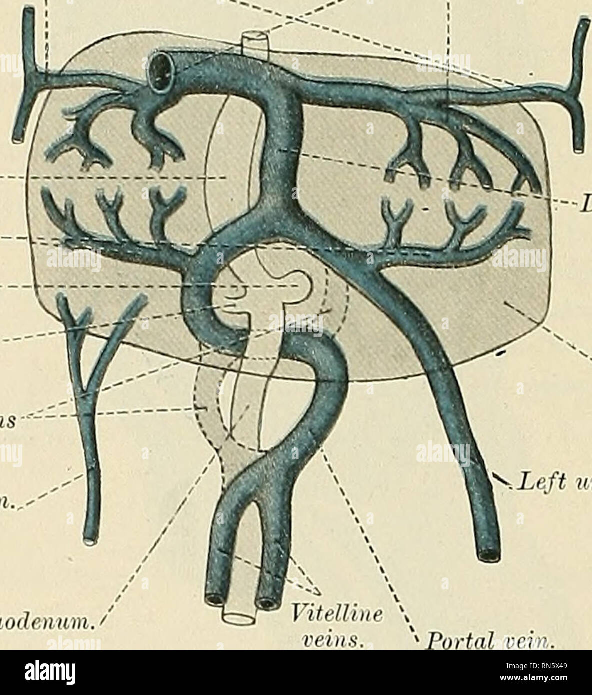 Portal Vein Anatomy