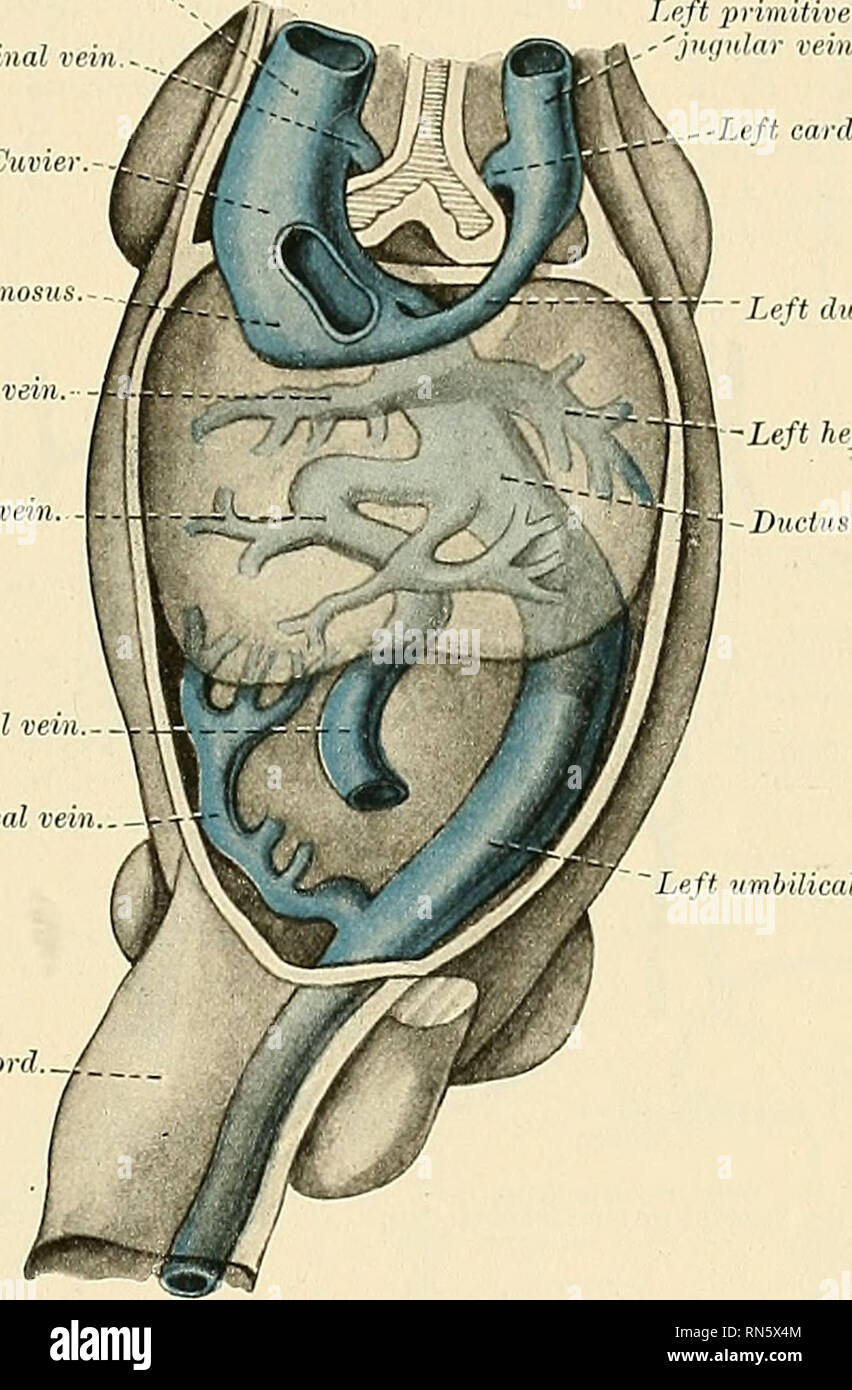 Median Sacral Artery Cadaver