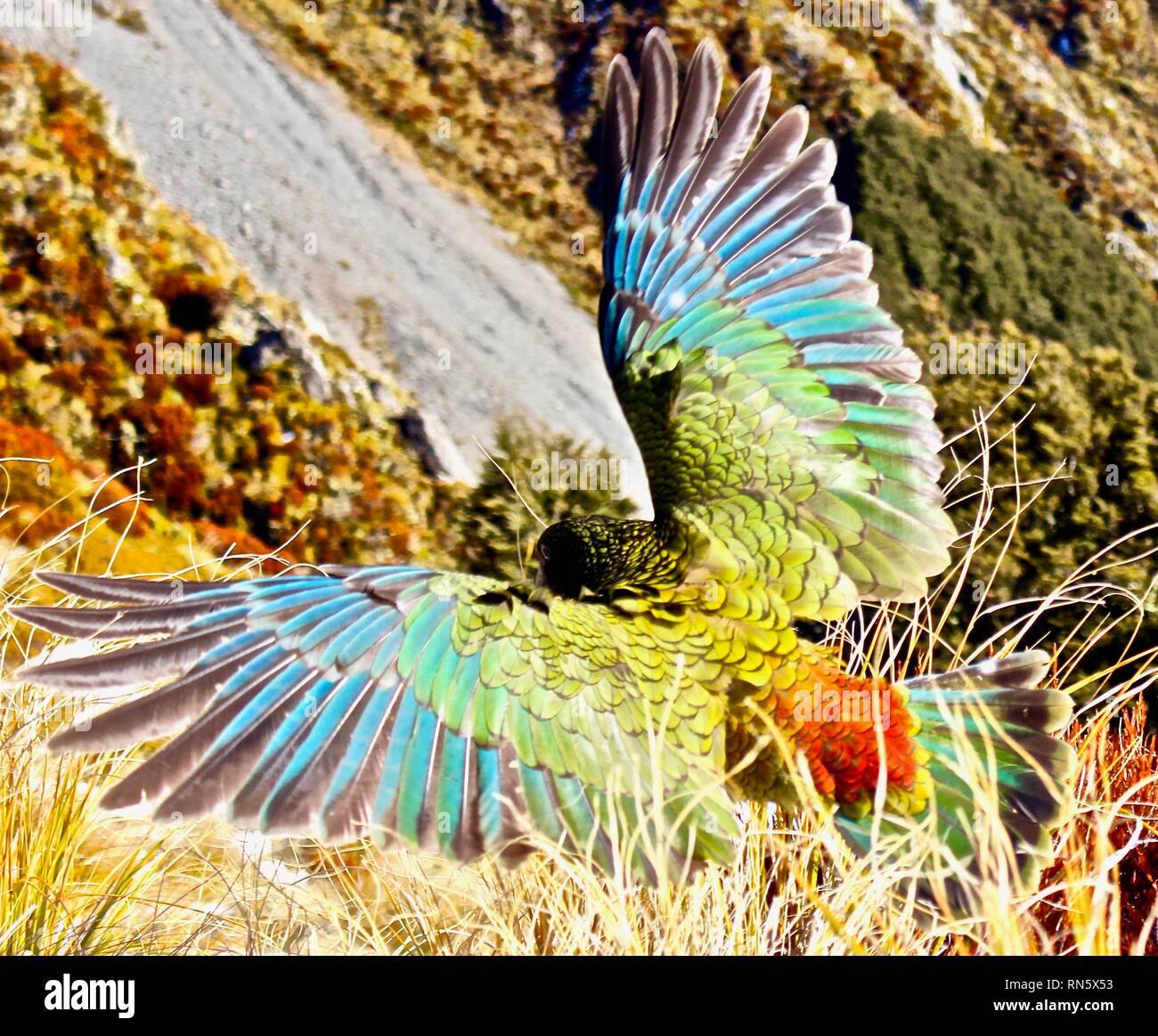 Kea in Flight Stock Photo - Alamy