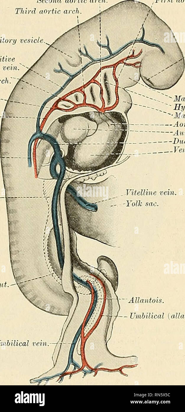 . Anatomy, descriptive and applied. Anatomy. DEVELOPMENT OF THE BLOOD ...