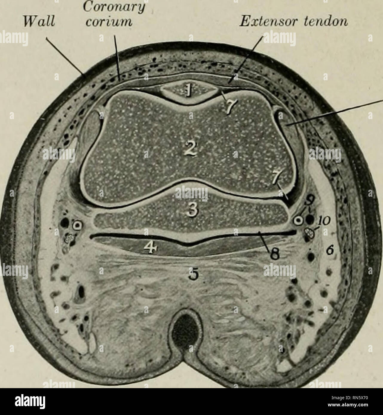 Digital flexor tendon sheath hi-res stock photography and images - Alamy